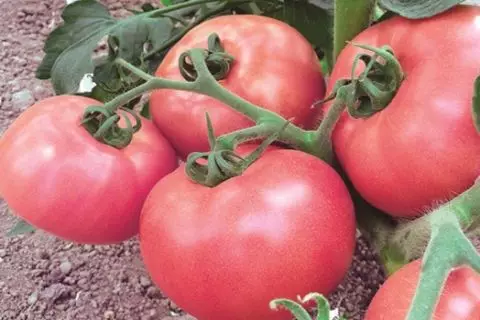 Variété majeure de tomate