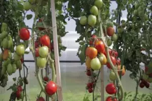 Beschrijving van het tomatendorp Geweldig en zijn kenmerken