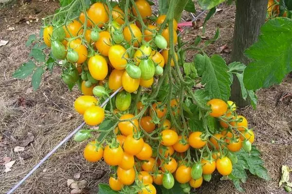 Awọn tomati ofeefee
