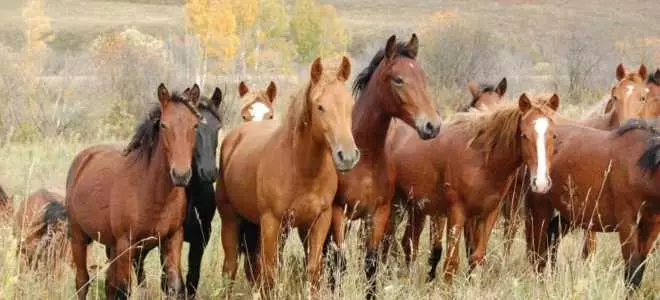 العديد من الخيول