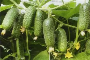 ការពិពណ៌នា Cucumber Cucumberi, លក្ខណៈពិសេសដែលកំពុងលូតលាស់