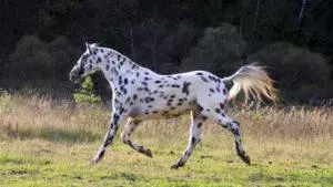 Descripció i característiques de la raça Altai de cavalls, funcions de contingut