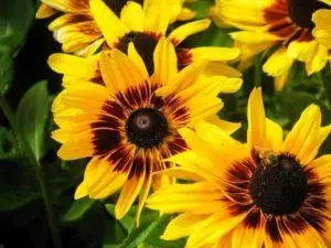 Pendaratan dan penjagaan bunga matahari hiasan di tanah terbuka, berkembang dari benih