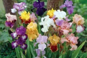 Description des variétés de l'iris barbu, des soins d'atterrissage et de plein air