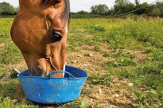 Hranjenje konja