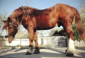¿Qué razas de caballos están en Rusia y la historia de su reproducción, la lista de los mejores?