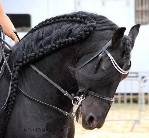 Hairstyle horse