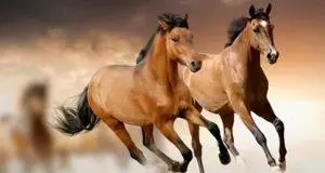 Història i descripció dels cavalls de la raça de Karabakh, el seu contingut i la seva cria
