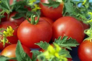 Paglalarawan ng tomato sympathet tomato, katangian nito at ani