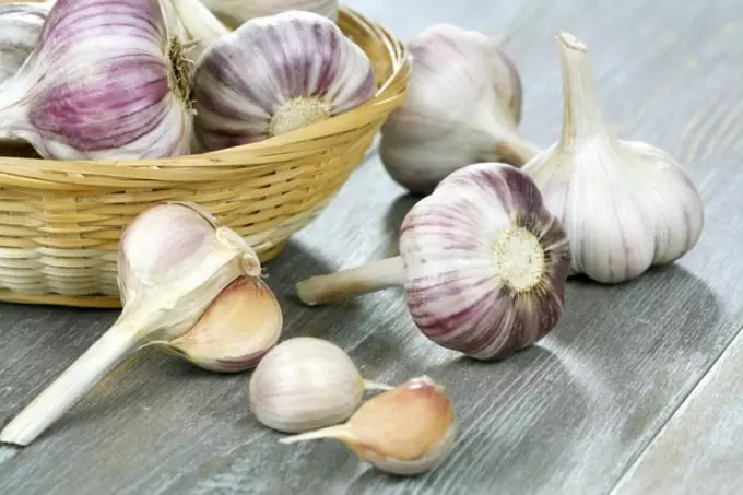 DEGTYAR Garlic
