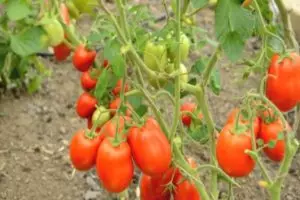 Katerangan ngeunaan macét tomat sareng ciri na