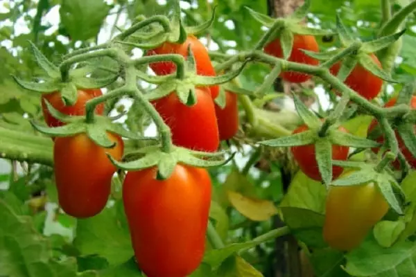 Tomato Cherryparki