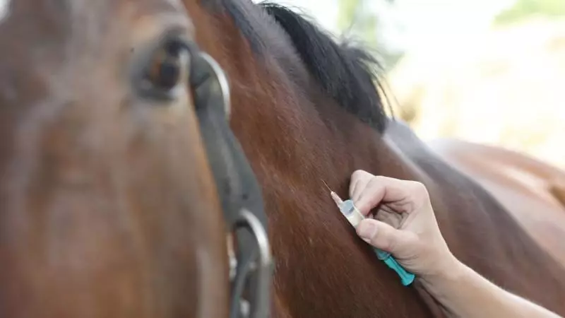 Injekcija konja
