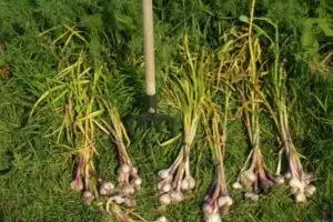 When do you need to remove winter garlic in Siberia and regions?