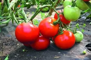 ٹماٹر اسٹار مشرق اور اس کی خصوصیات کی قسم کی تفصیل