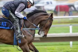 Yarışmacı ve içeriğin özellikleri için en iyi spor atları ırkları
