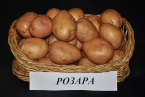Opis krumpira Rosar, rastuće preporuke i preglede vrtlarstva