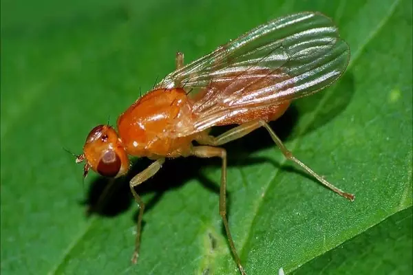 mosca de zanahoria