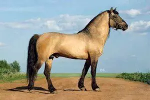 Beschrijving en kenmerken van het Vyatka-ras van paarden en kenmerken van de inhoud