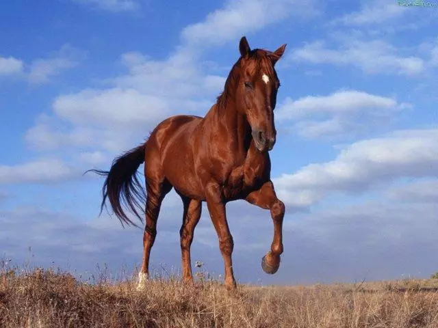 ლამაზი ცხენი