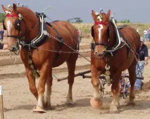 I nomi delle rocce di cavalli di camion pesanti, la loro descrizione e caratteristica,