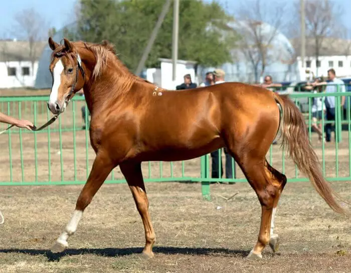Ilus hobune