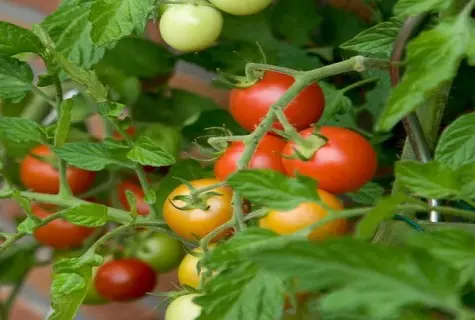 Dans les buissons des tomates