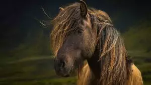 Para los cuales se necesitan los caballos y las reglas de cuidado para ellos, cómo trenzar y cortar