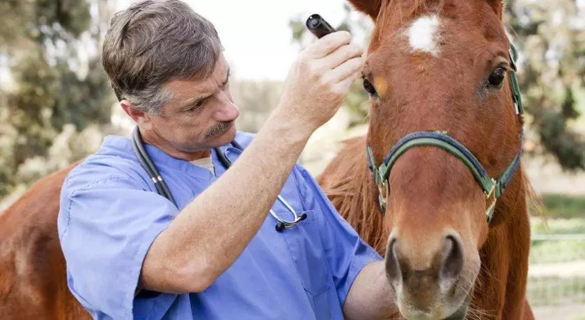 علاج الخيول