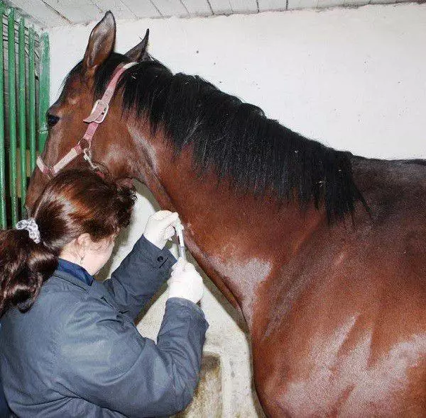 Treatment of horses