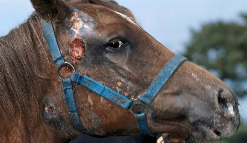 Behandeling van paarden