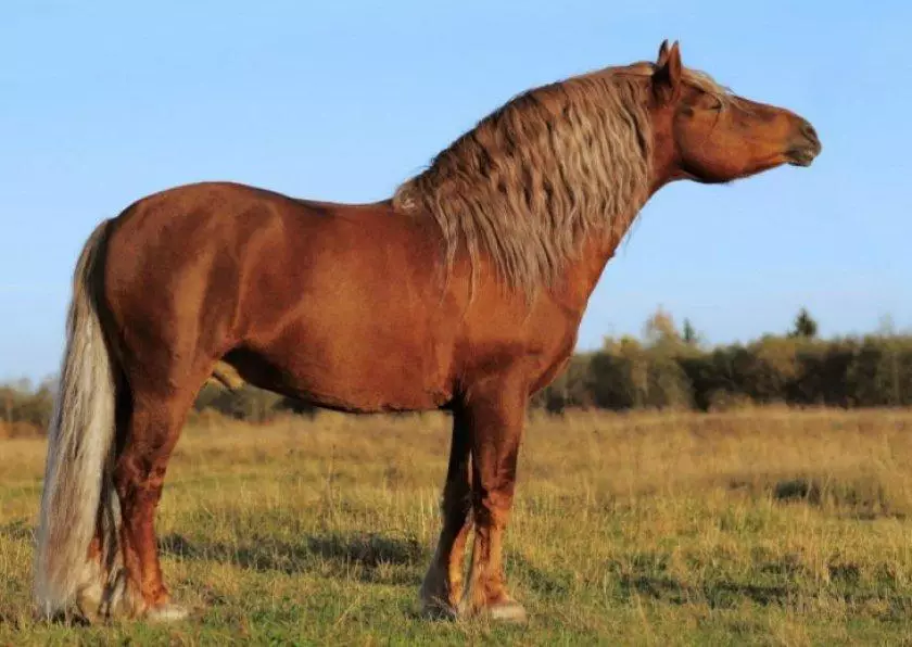 červený kôň