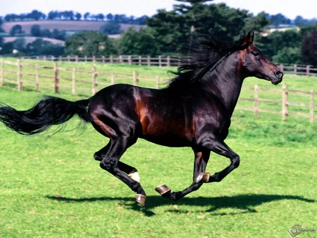 Carakish horse
