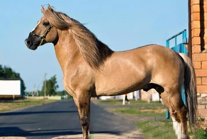 牧歌的な馬カオラヤ