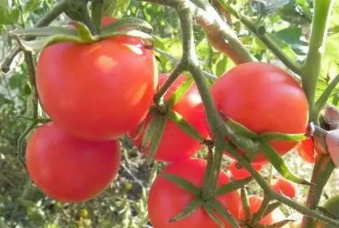 Nthambi ya Tomato