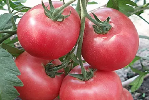 Tomato merah jambu.