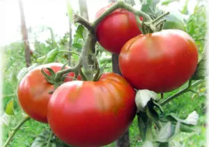 Karakteristično i opis mesnato rajčice maline, njegov prinos