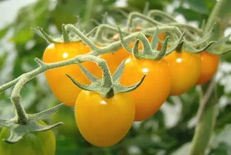 Nas caules de tomates