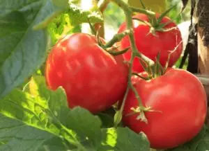 Taybetmendî û danasîna tomato bif bef, hilberîna wê