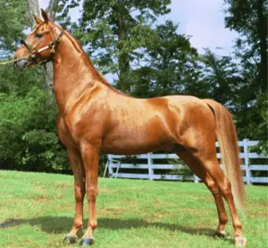Descricións e características das mellores razas de cabalos de equitación, a historia da derivación e aplicación