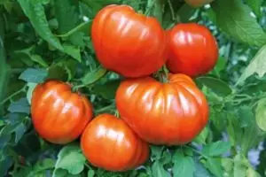 番茄描述F1皮革，品种特点和生长
