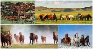 Hány darab lovat lehet az állományban és a tartalom sajátosságaiban