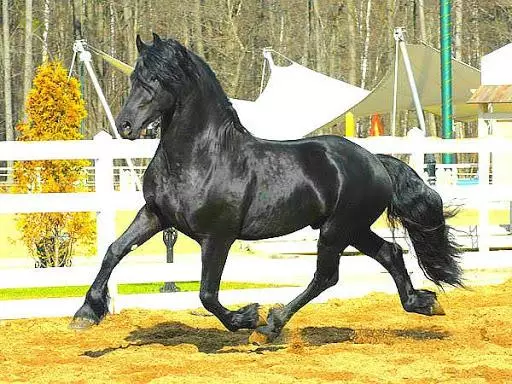 Аларс коне