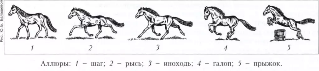 Alyrurs άλογα