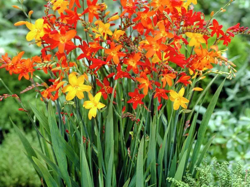 Gladiolus japonez