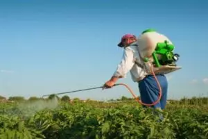 Instrucțiuni de utilizare a ApaChas de la Colorado Beetle Cum de a rasa