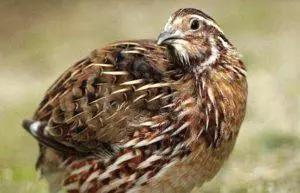 Dokoki don abun ciki da kuma kiwo quails a cikin kasar, daki daki don masu farawa